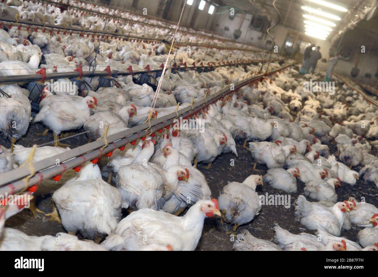 Intensive breeding of chickens hi-res stock photography and images - Alamy