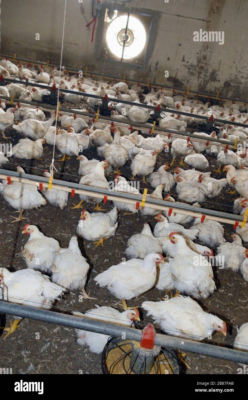 Feeding chickens italy hi-res stock photography and images - Alamy