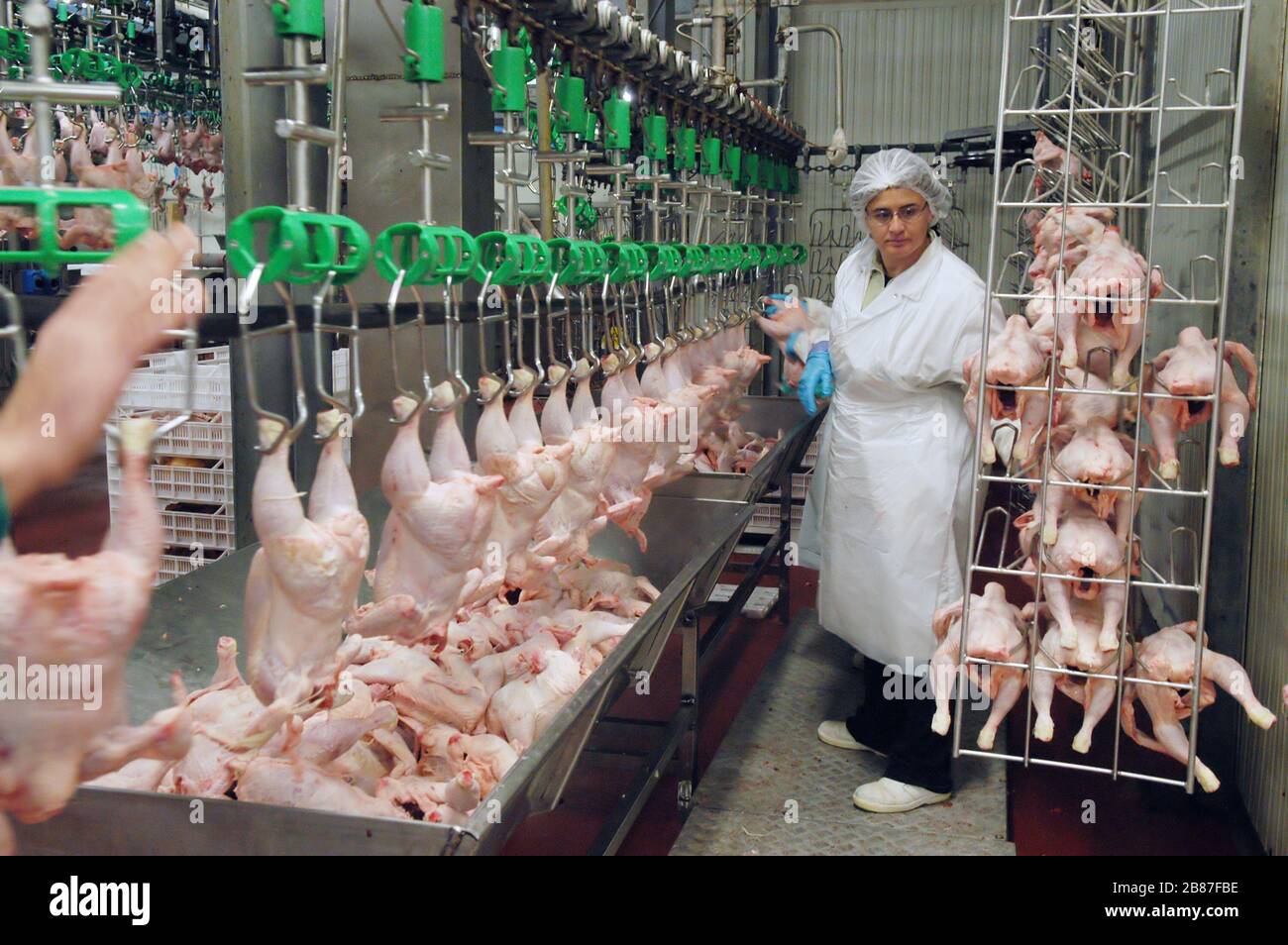 chickens breeding of "Amadori" group in Cesena (Italy), butchery unit ...