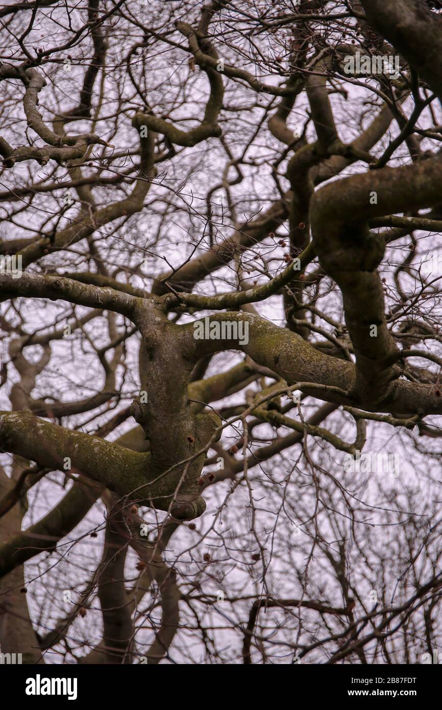 Creepy tree canopy hi-res stock photography and images - Alamy