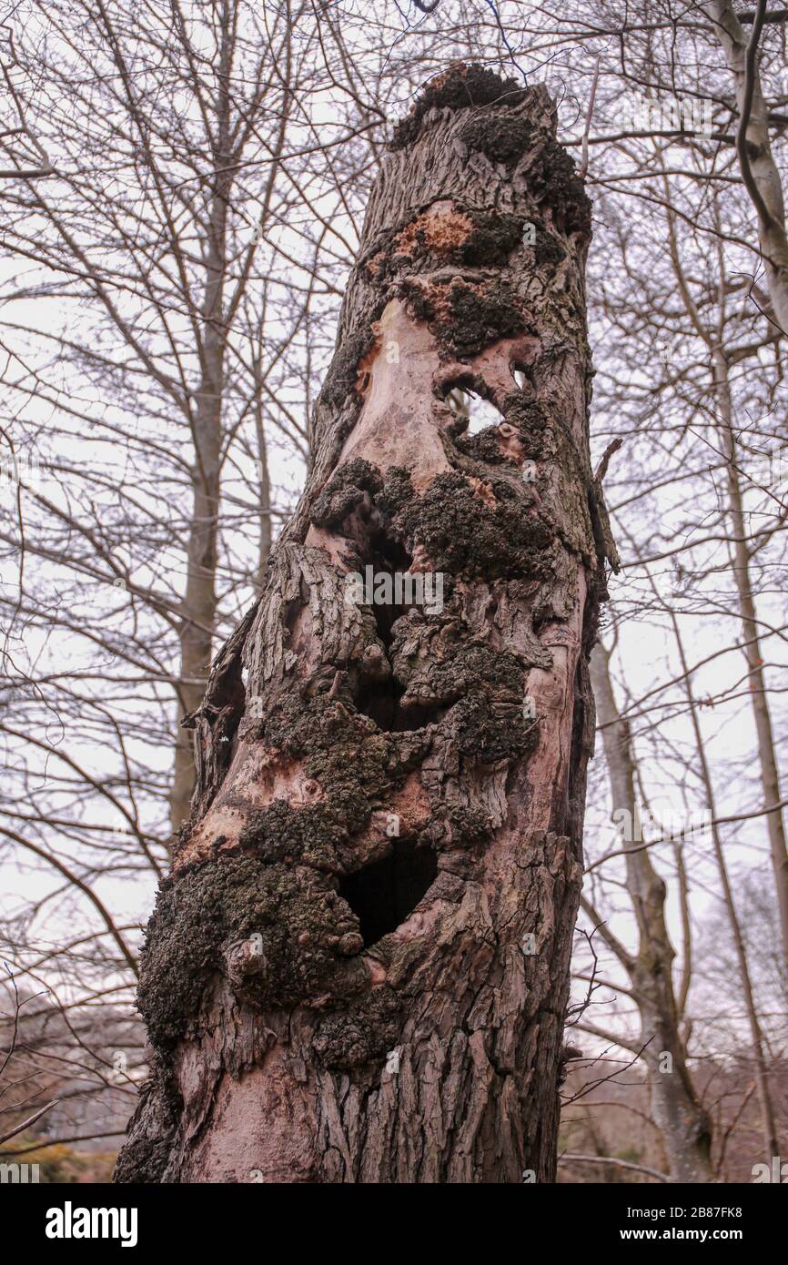 Creepy eerie old rotten tree trunk in the woods, Seaton Park Stock ...