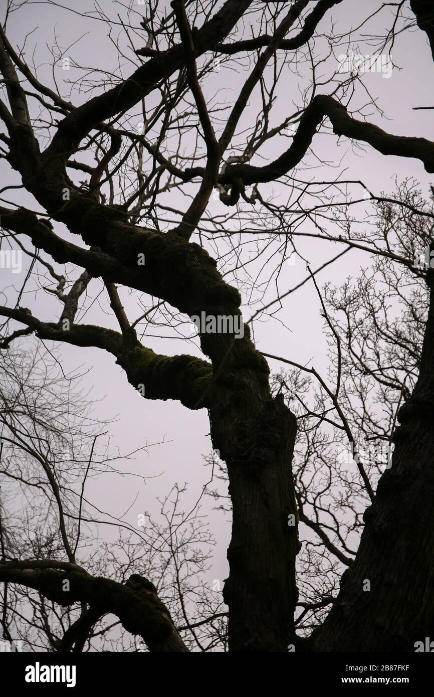 Creepy eerie trees against a clouded sky, Seaton park Stock Photo - Alamy