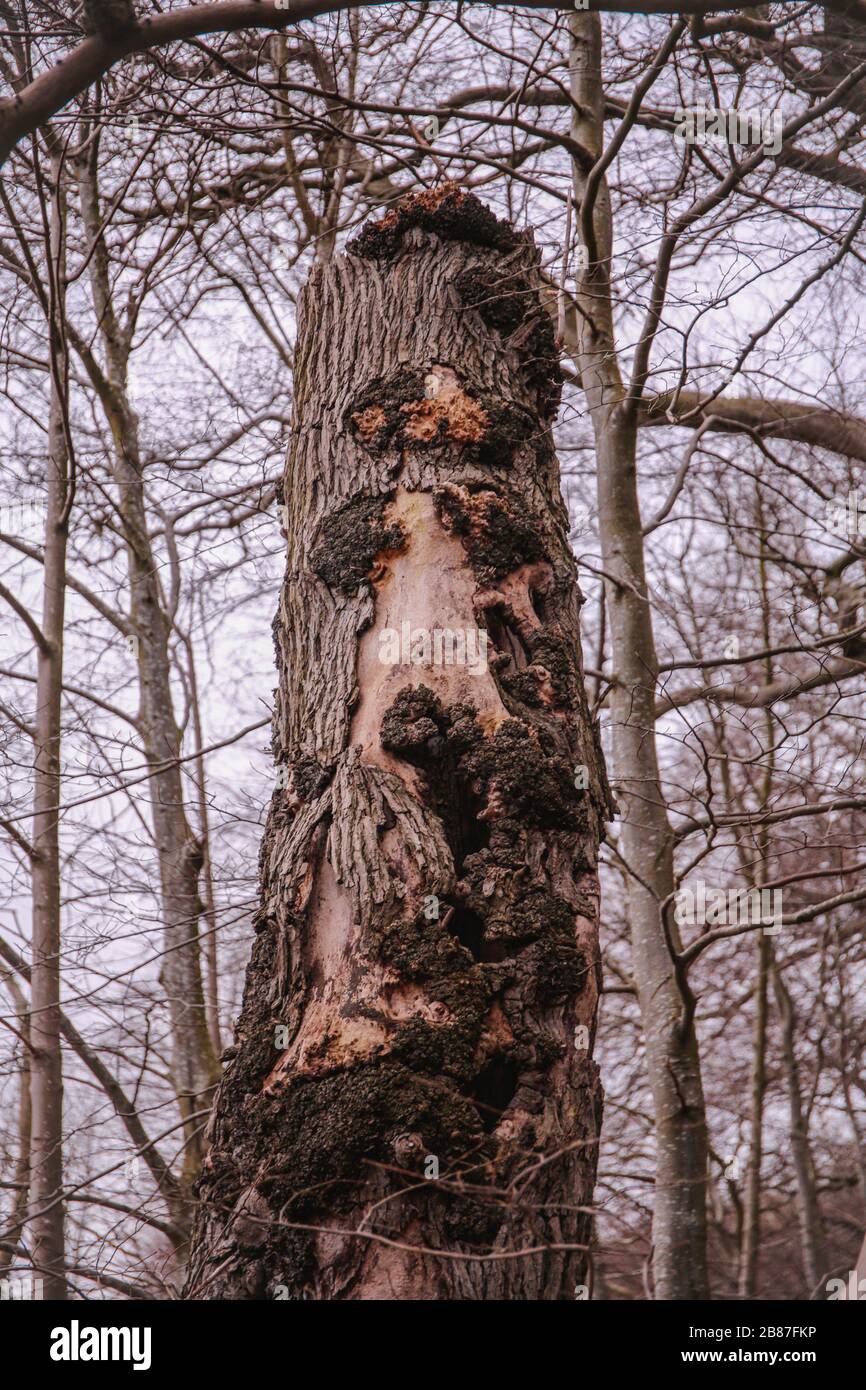 Creepy eerie old rotten tree trunk in the woods, Seaton Park Stock ...
