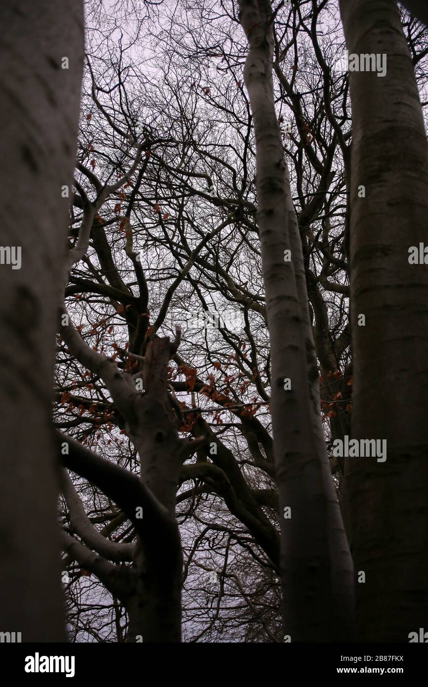 Dark tree canopy uk hi-res stock photography and images - Alamy