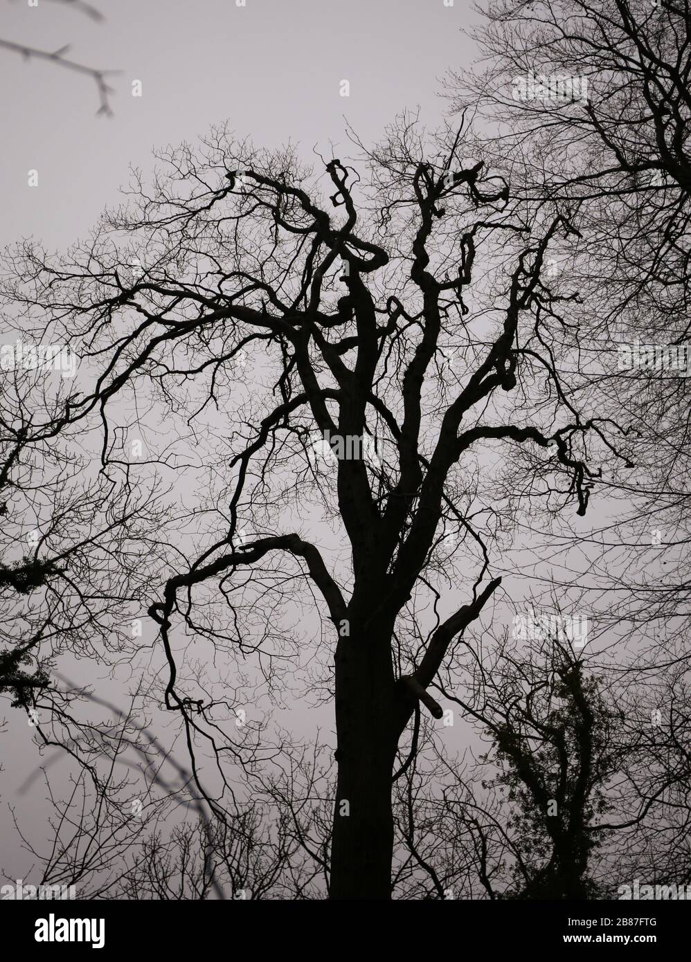 Creepy tree canopy hi-res stock photography and images - Alamy