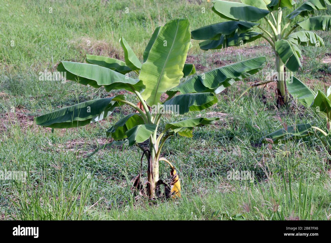 Banana plantation, Small Banana growing in farm, Banana tree plantation ...