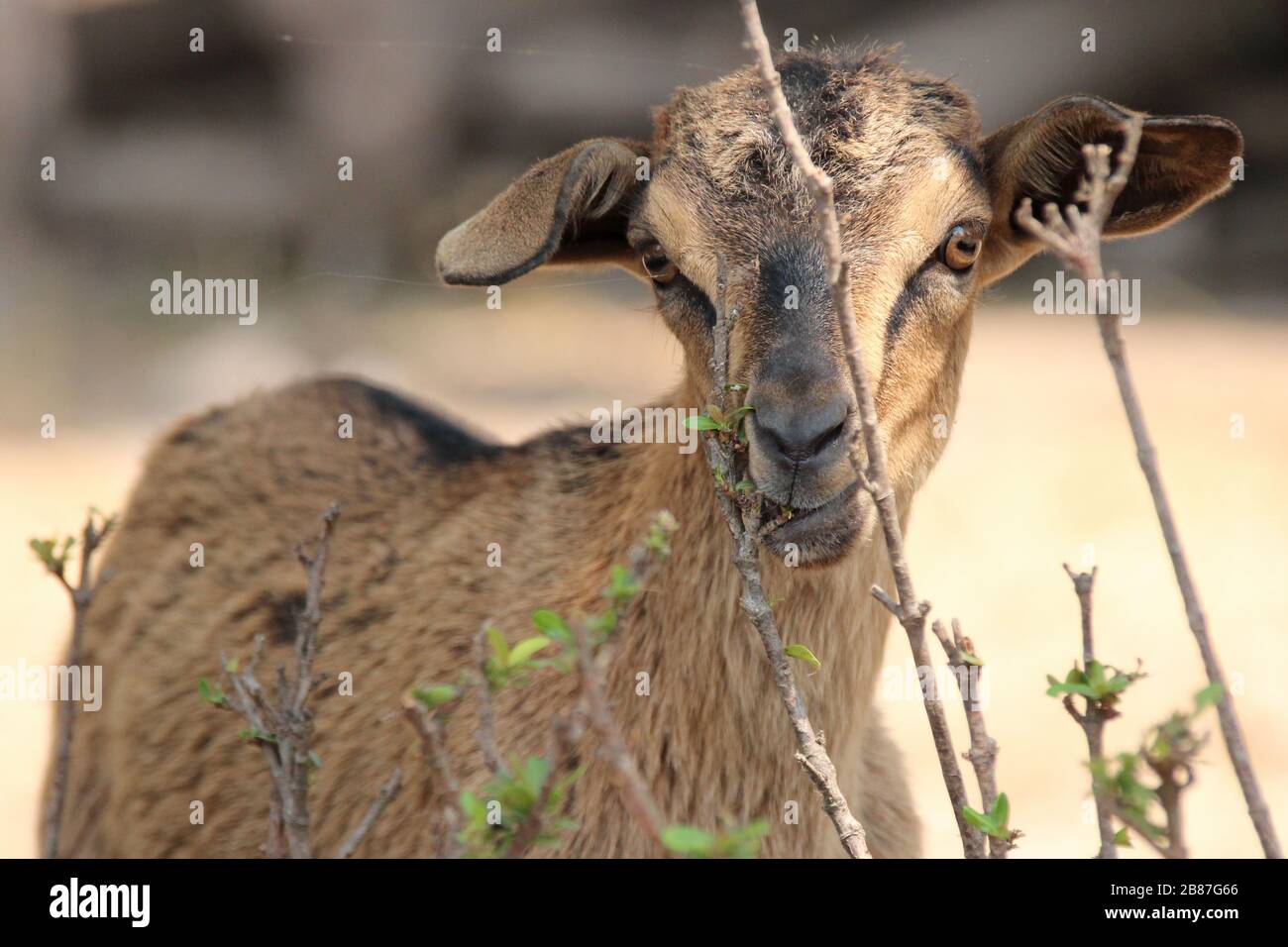 Tête chèvre hi-res stock photography and images - Alamy