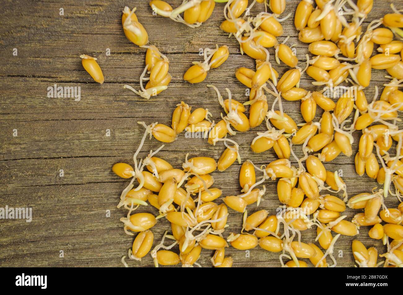 Sprouted organic wheat seeds on wooden board Stock Photo - Alamy