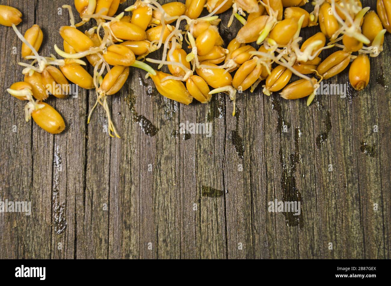Sprouted wheat seed hi-res stock photography and images - Alamy