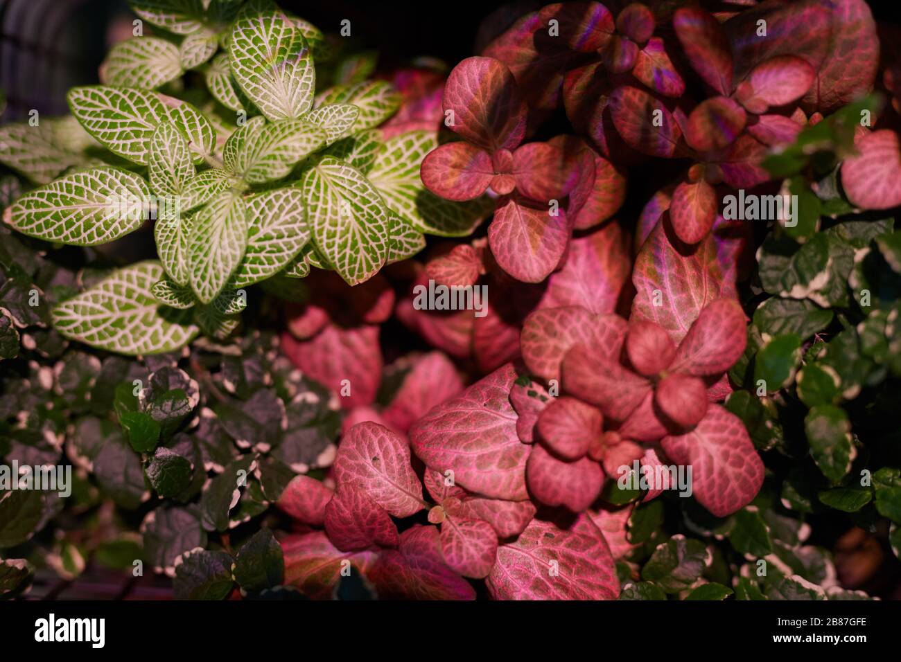 Plants with colorful leaves hi-res stock photography and images - Alamy