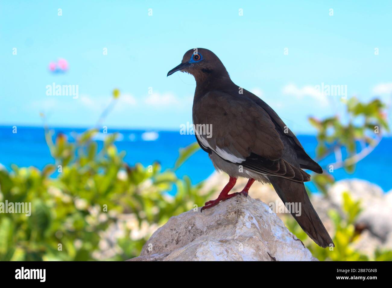 Exotic Bird in cancun,mexico Stock Photo - Alamy