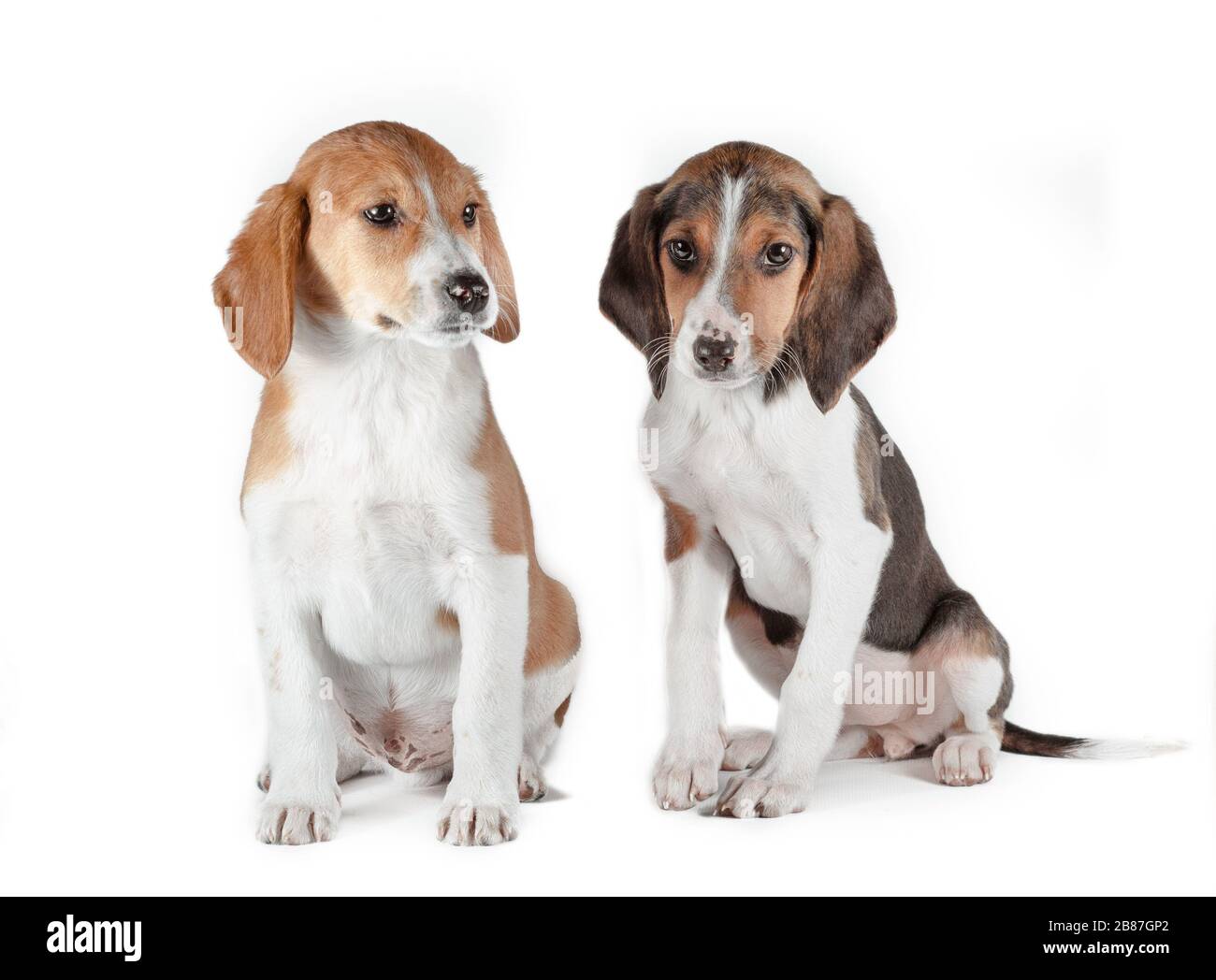 Estonian Hound