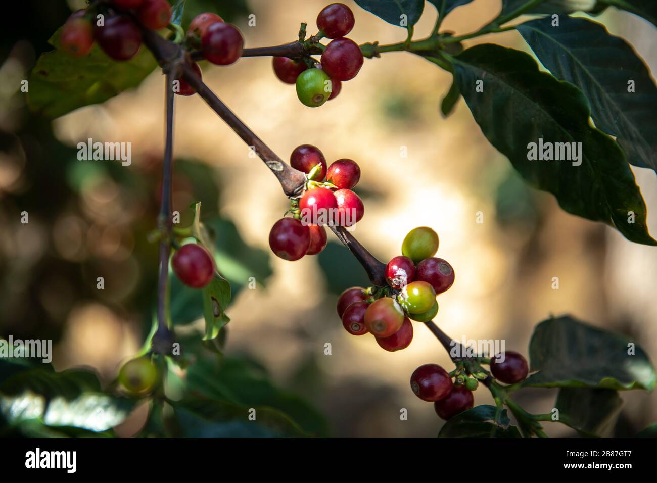 coffee berries in a coffee plant Stock Photo - Alamy