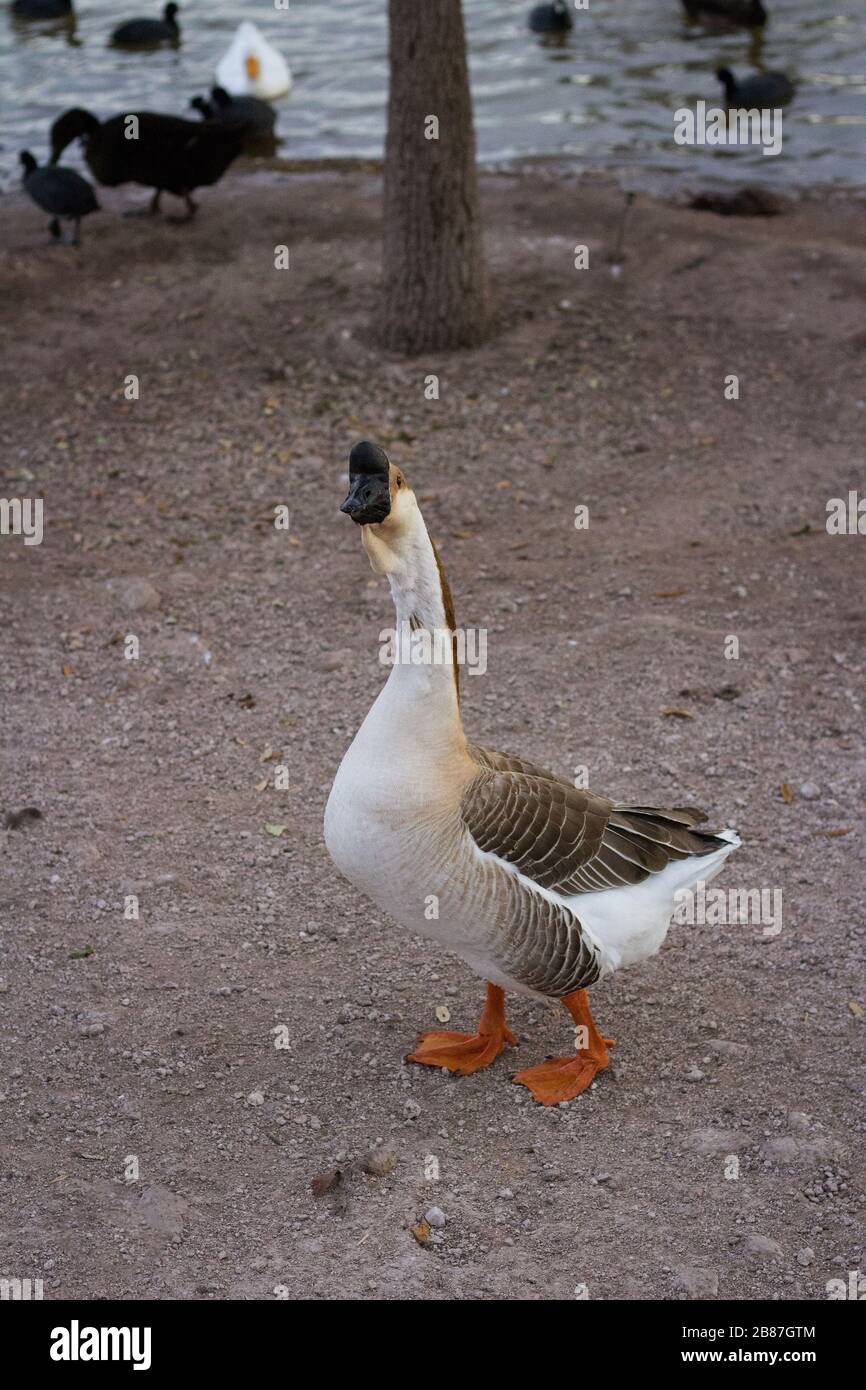 Beautiful goose hi-res stock photography and images - Alamy