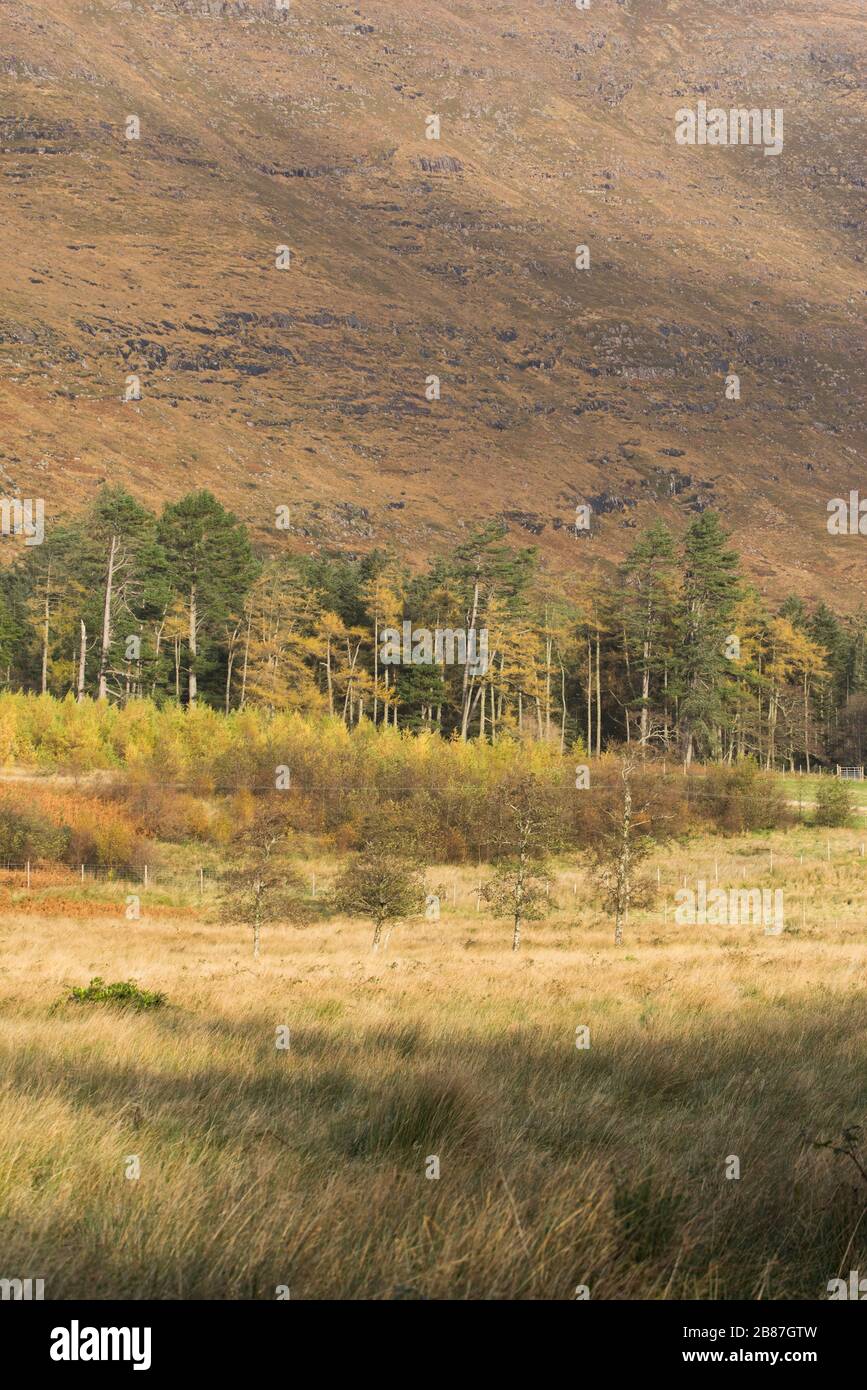 Woodland near the village of Applecross in the Northwest Highlands of ...