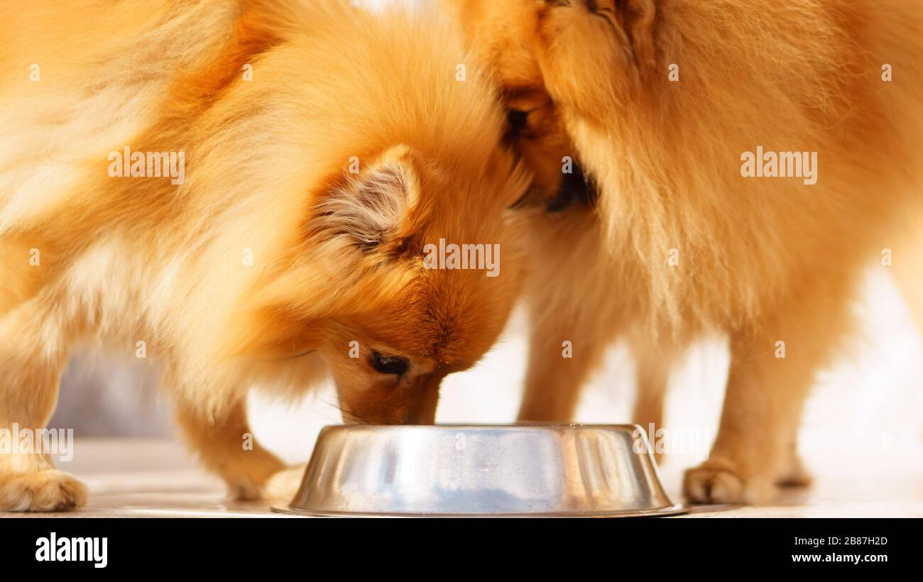 Should Dogs Eat Together