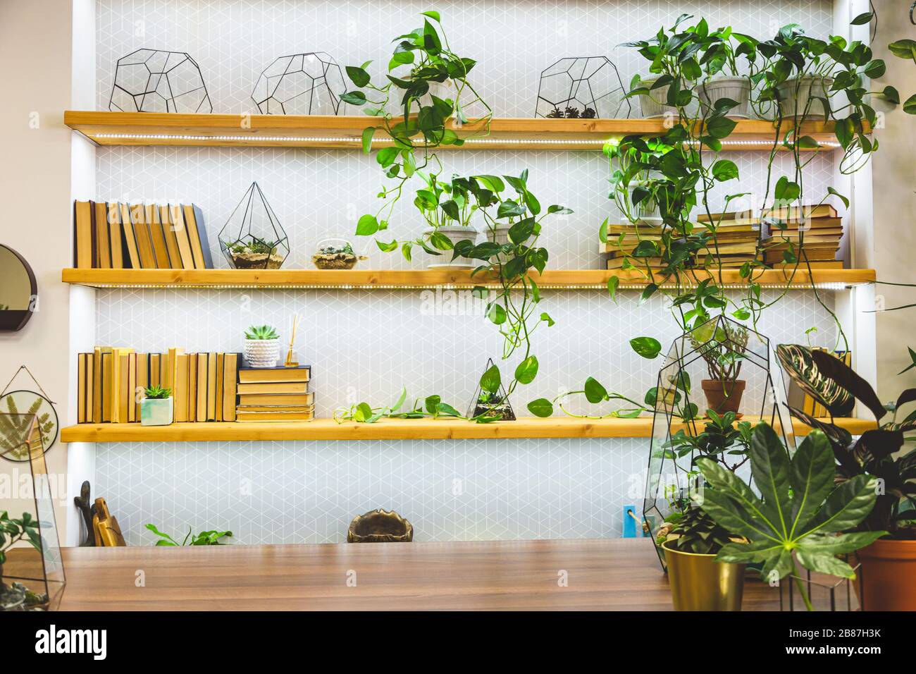 Flower shop interior. Empty counter and bookshelves on the background ...