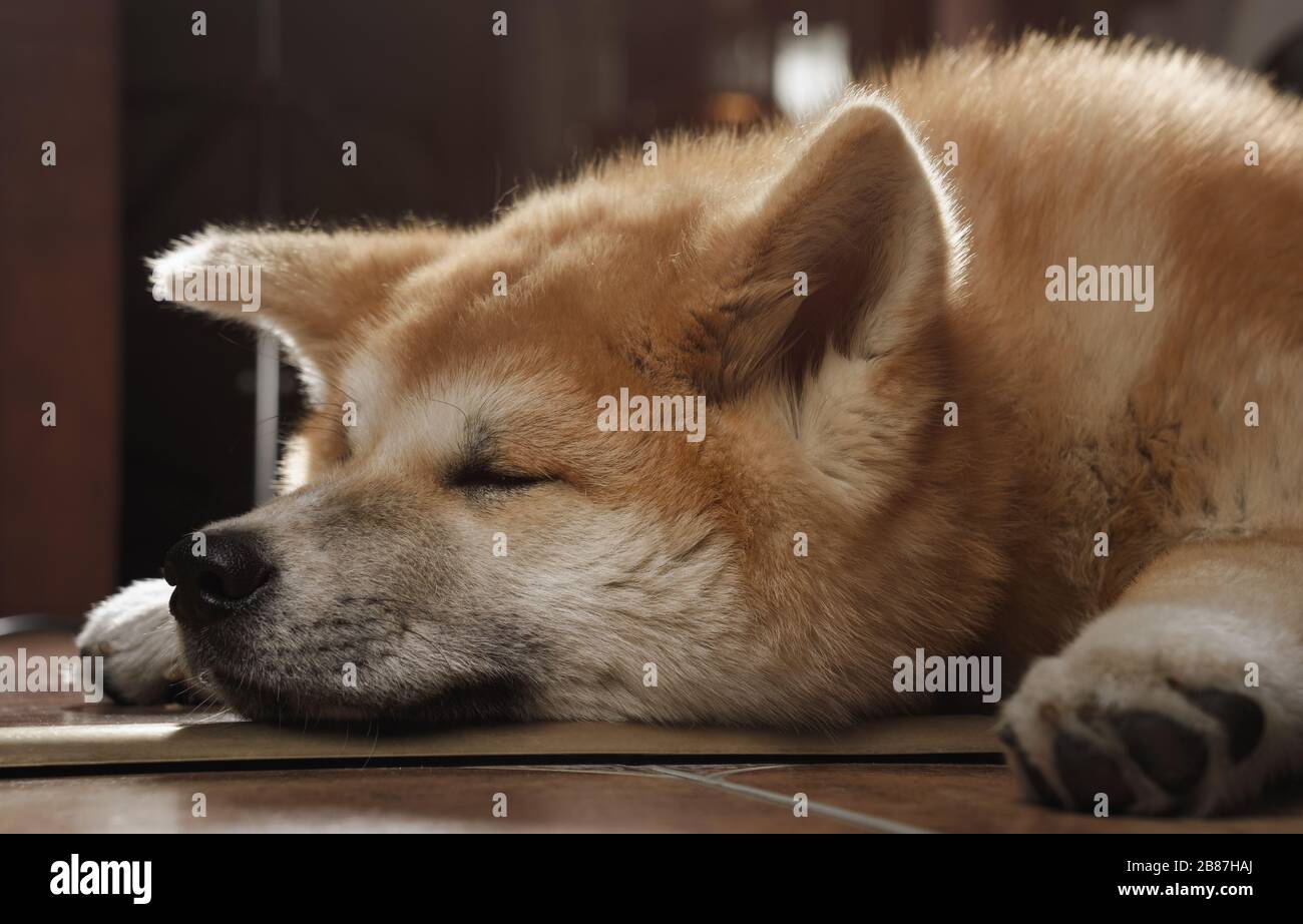 Close up on Adorable Akita inu dog face sleeping on floor Stock Photo ...