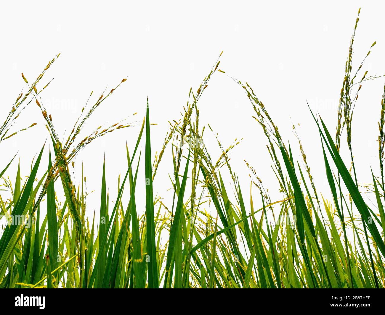 Isolate of rice field on white background with clipping path Stock ...