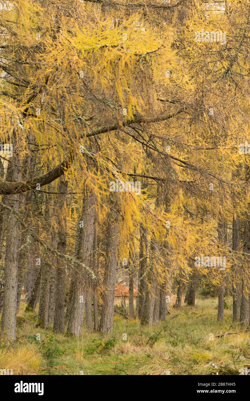 Woodland near the village of Applecross in the Northwest Highlands of ...