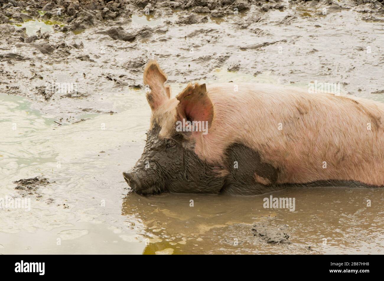Single pig playing in the mud with thick nasty mud all over it's face ...