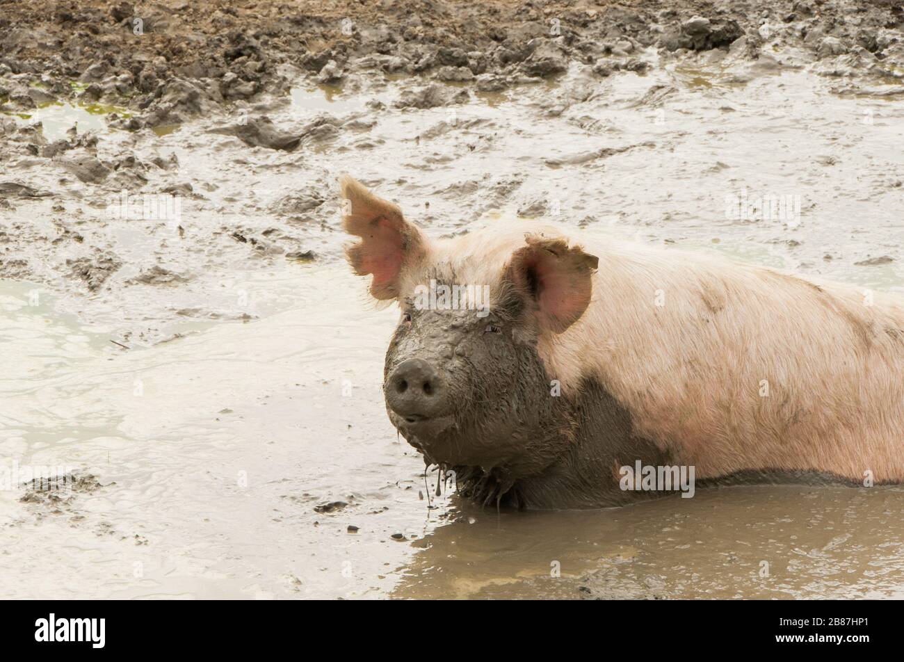 Single pig playing in the mud with thick nasty mud all over it's face ...