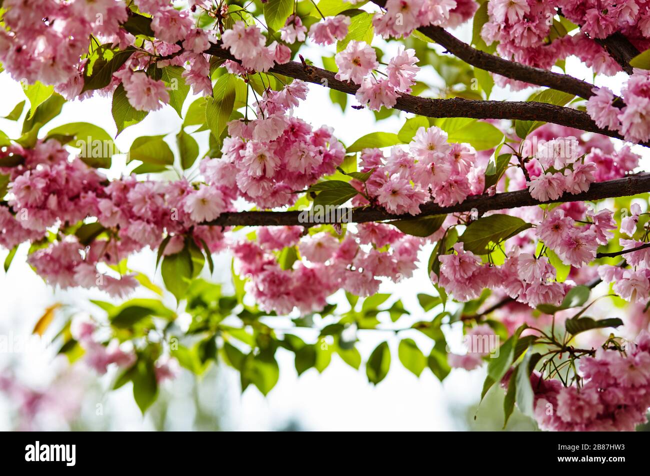 Beautiful cherry blossom. Fresh spring background on nature outdoors ...