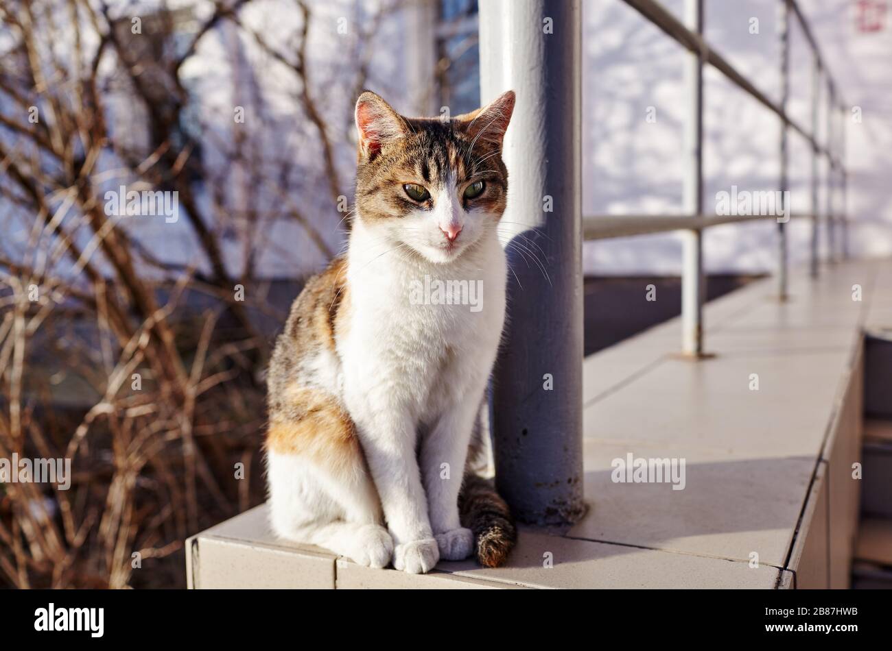 Funny young cat sitting on the street Stock Photo - Alamy