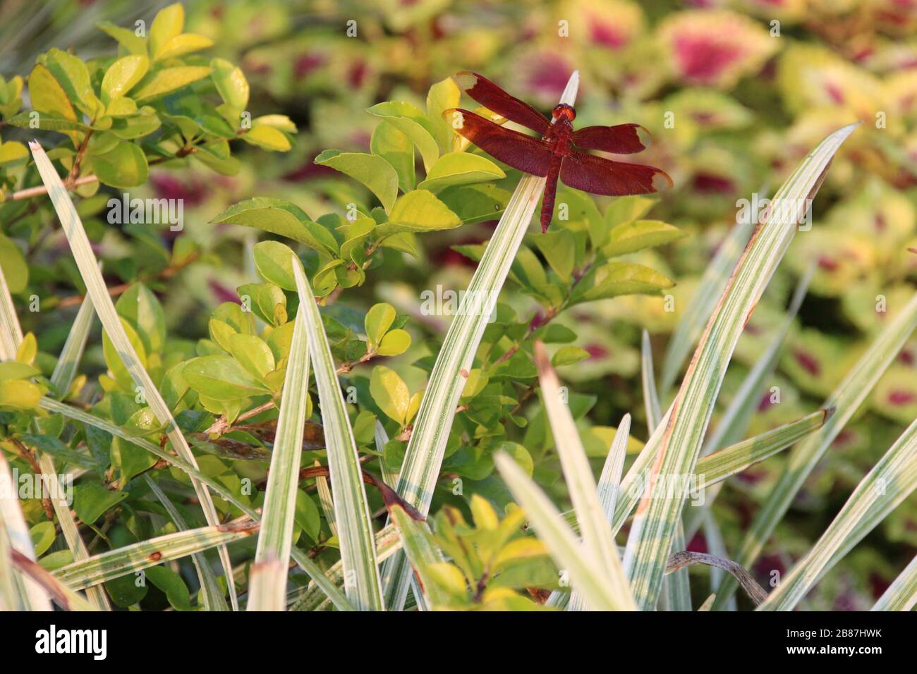 Libellule rouge hi-res stock photography and images - Alamy