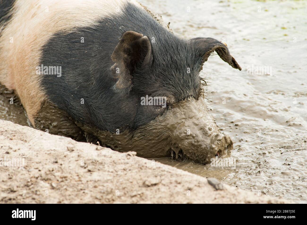Single pig playing in the mud with thick nasty mud all over it's face ...