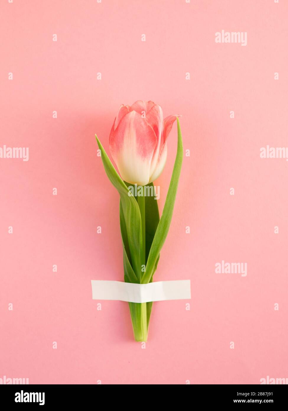 Tulip flower taped to bright pink wall background. Contemporary art ...
