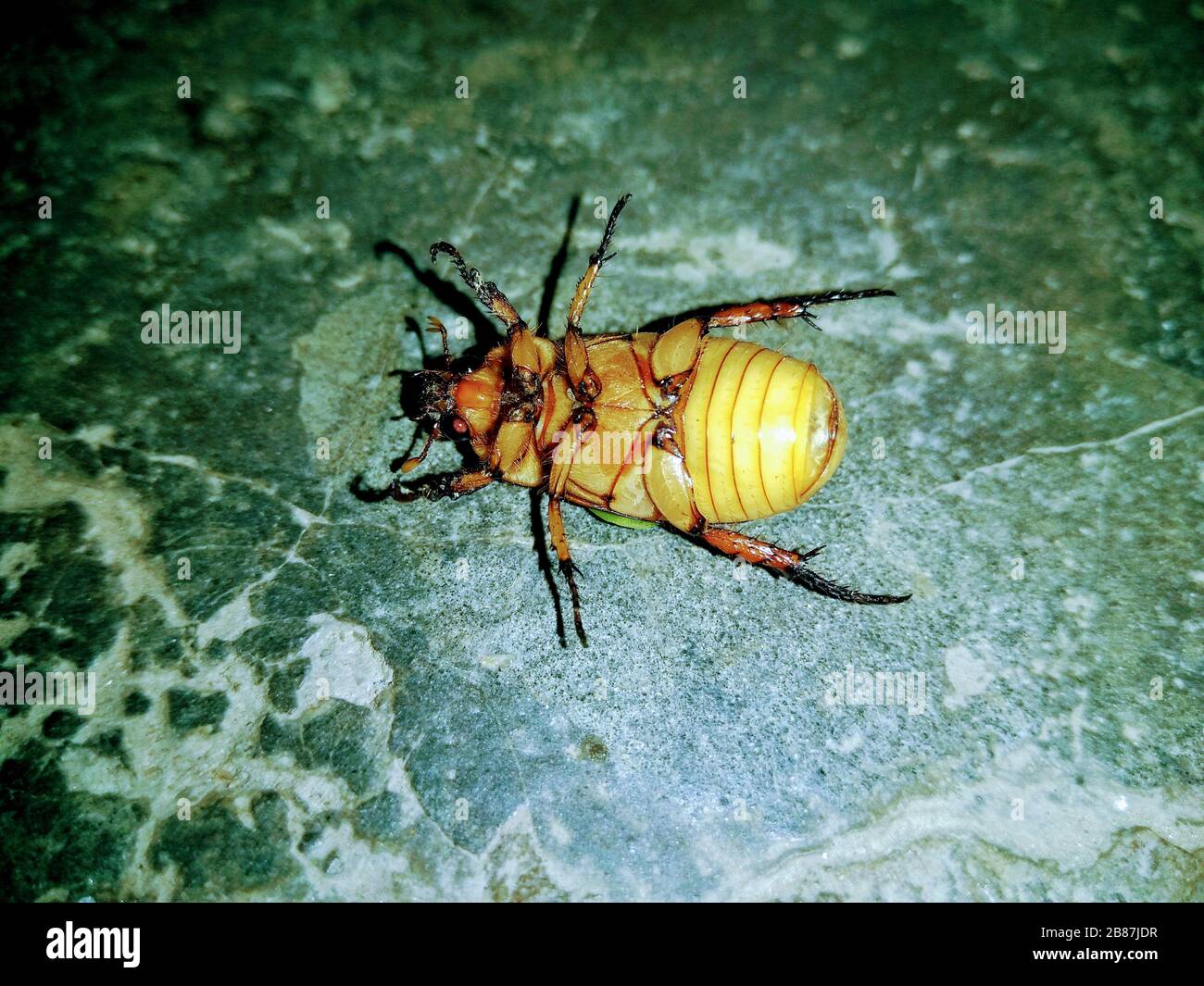 A picture of beetle Stock Photo - Alamy