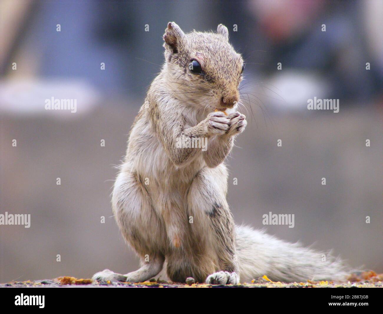 Portrait of Indian Squirrel Eating, Sitting on Wall at Terrace Stock ...