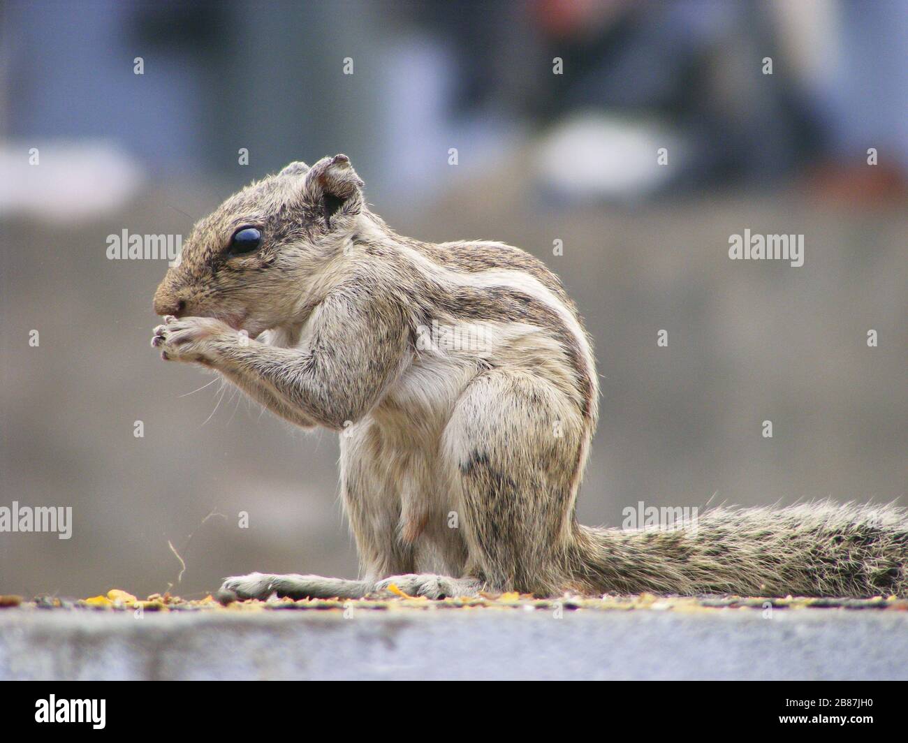 Portrait of Indian Squirrel Eating, Sitting on Wall at Terrace Stock ...