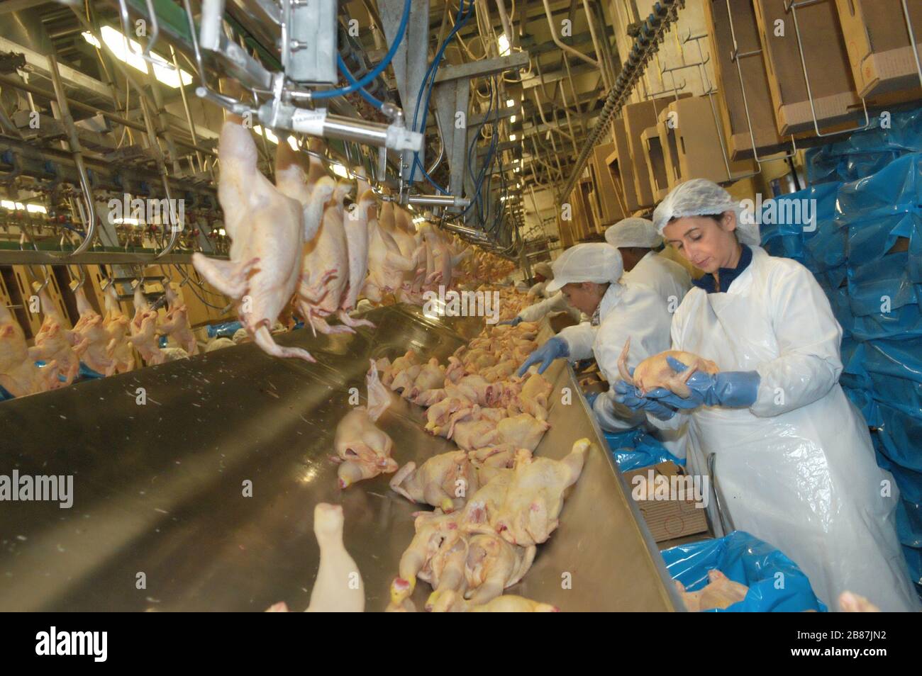 chickens breeding of "Amadori" group in Cesena (Italy), butchery unit ...