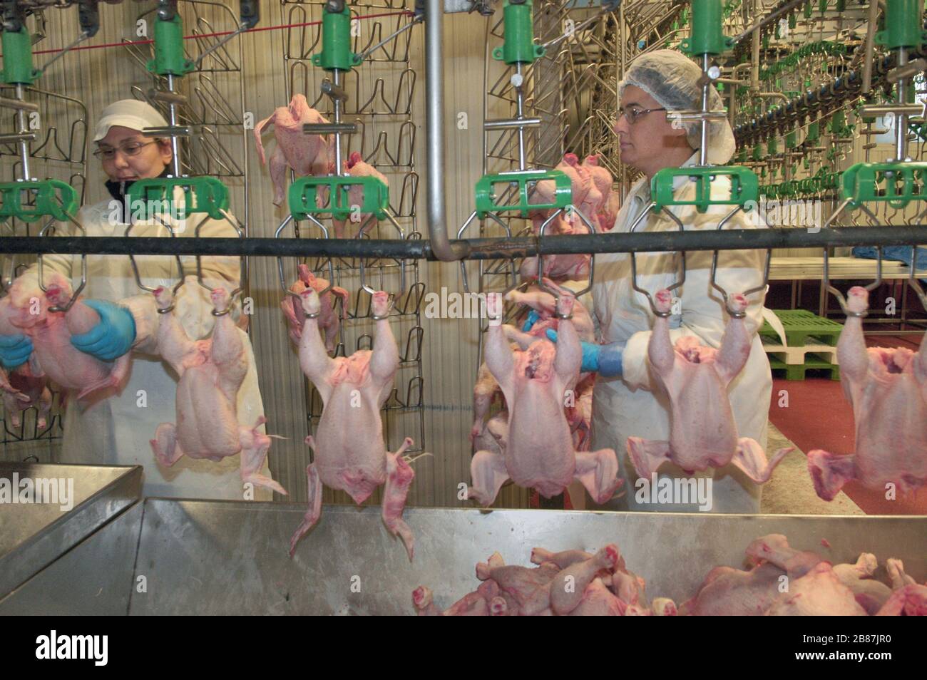 chickens breeding of "Amadori" group in Cesena (Italy), butchery unit ...