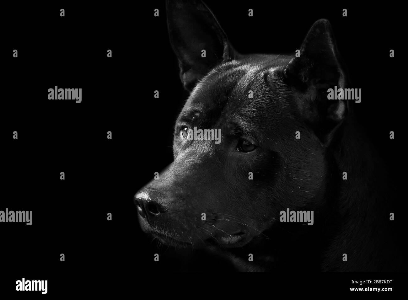 Dog, Black dog face close up (Selective Focus Stock Photo - Alamy