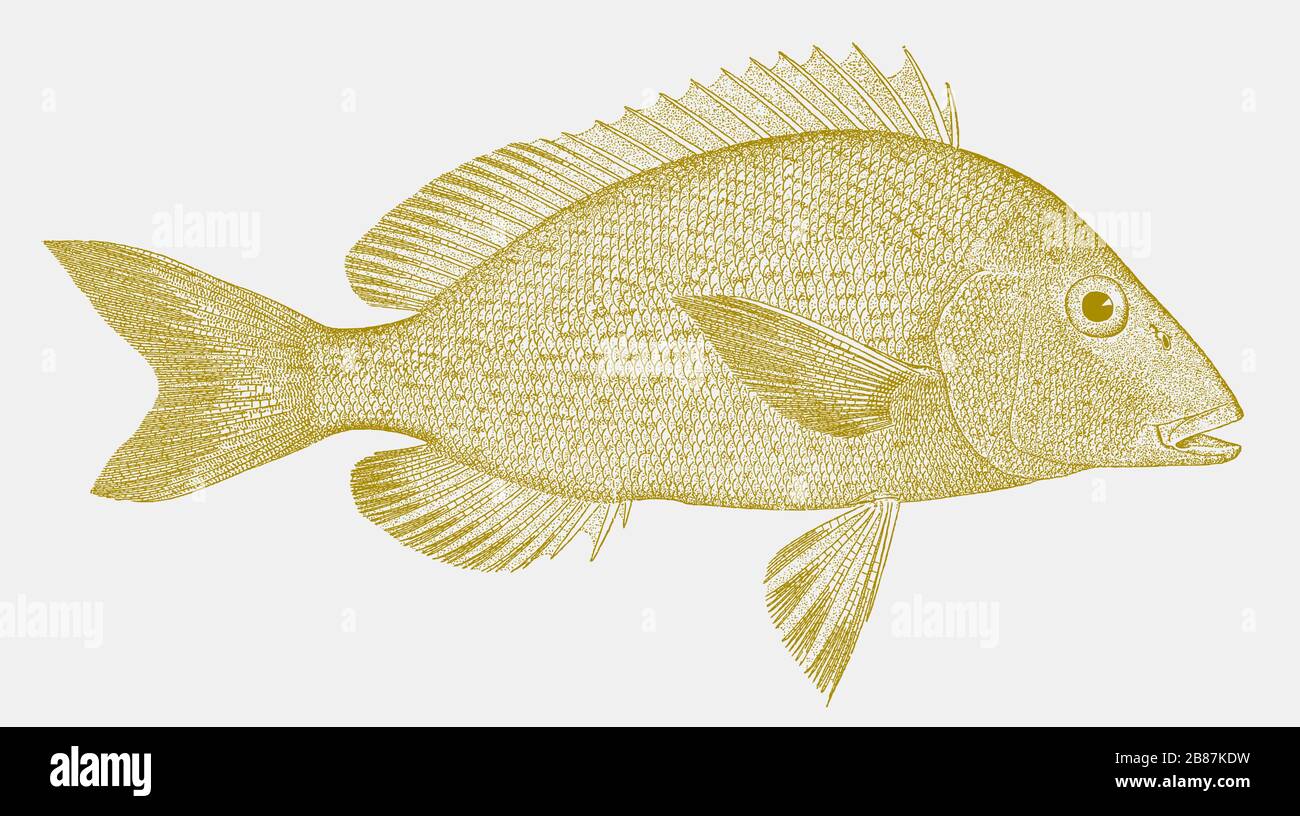 Bastard grunt, pomadasys incisus, a fish from the eastern atlantic in ...
