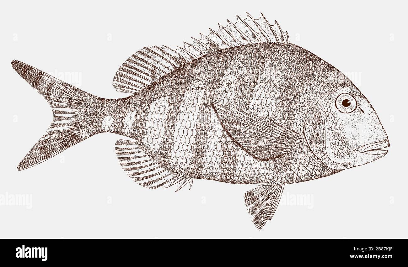 Sheepshead porgy, calamus penna, a fish from the atlantic ocean in side ...