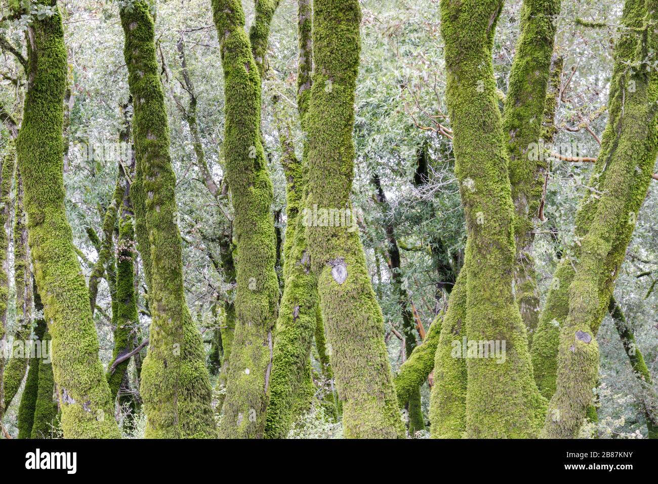 Grove of Oak Trees Stock Photo - Alamy