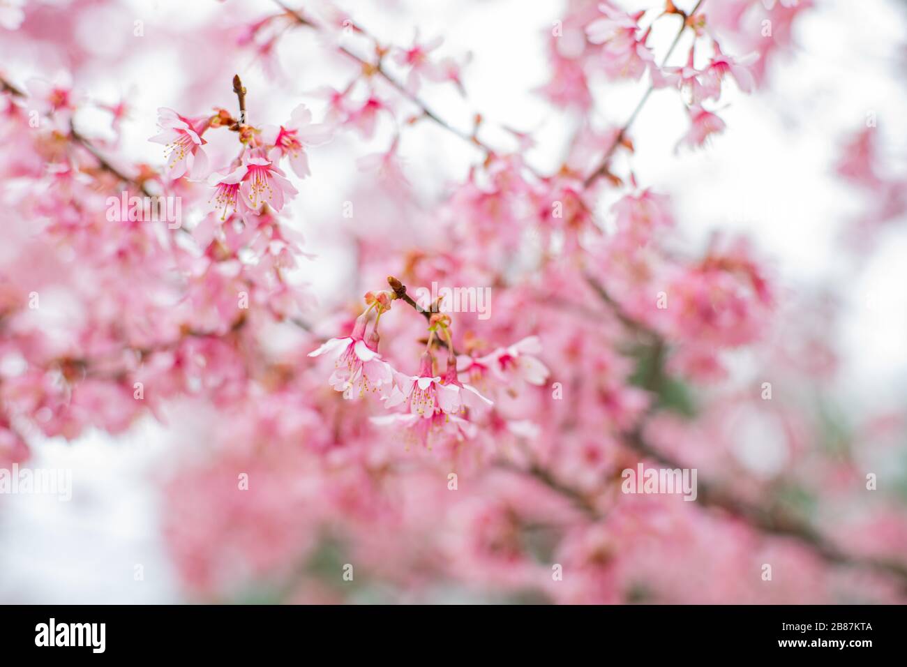 Beginning of spring. Branches of blooming cherry tree with pink flowers ...