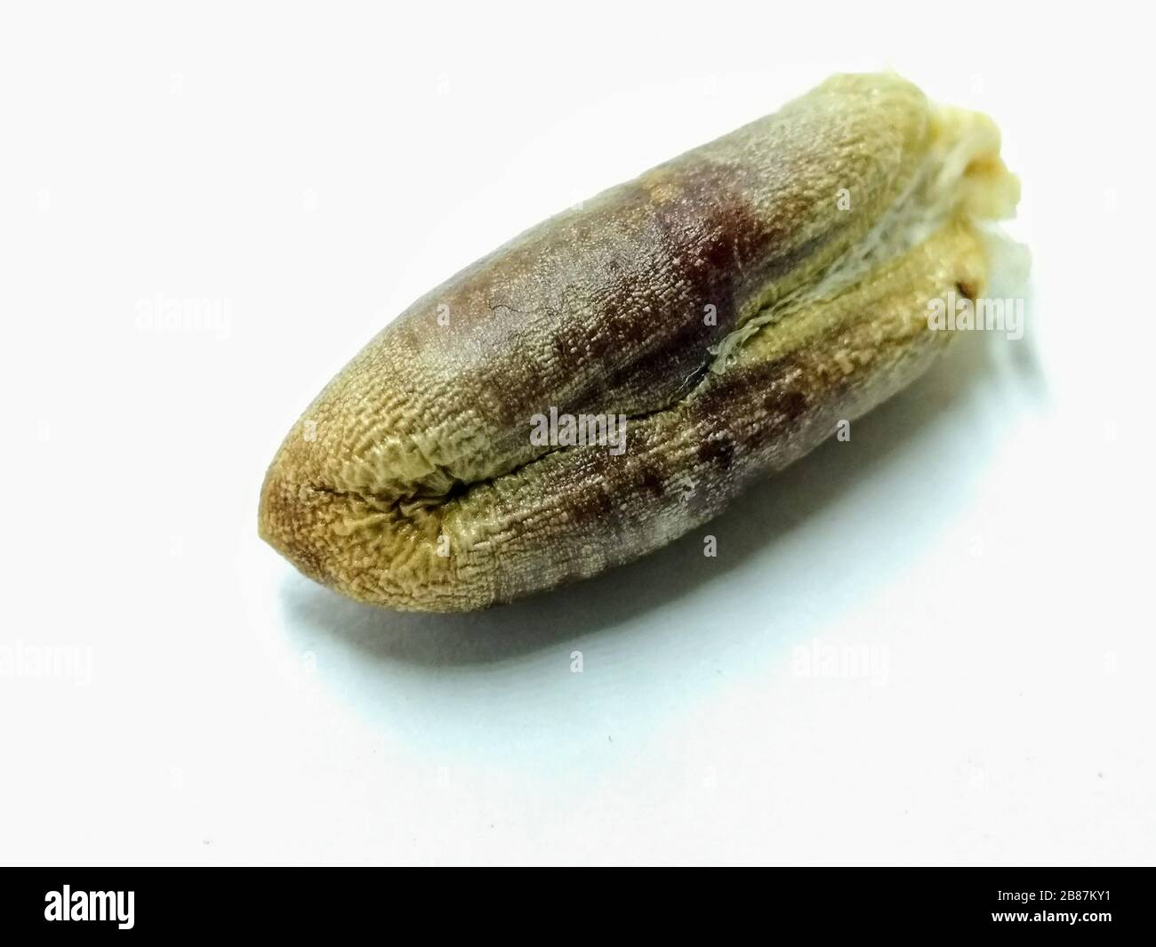 A picture of date seeds Stock Photo - Alamy