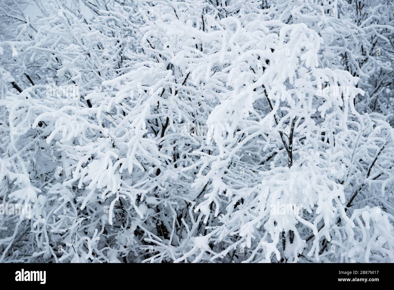 Bottom view tall beautiful majestic spruce trees covered with snow ...
