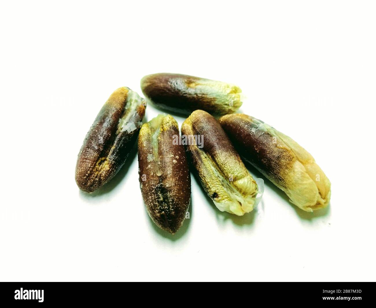 Date palm seed hi-res stock photography and images - Alamy