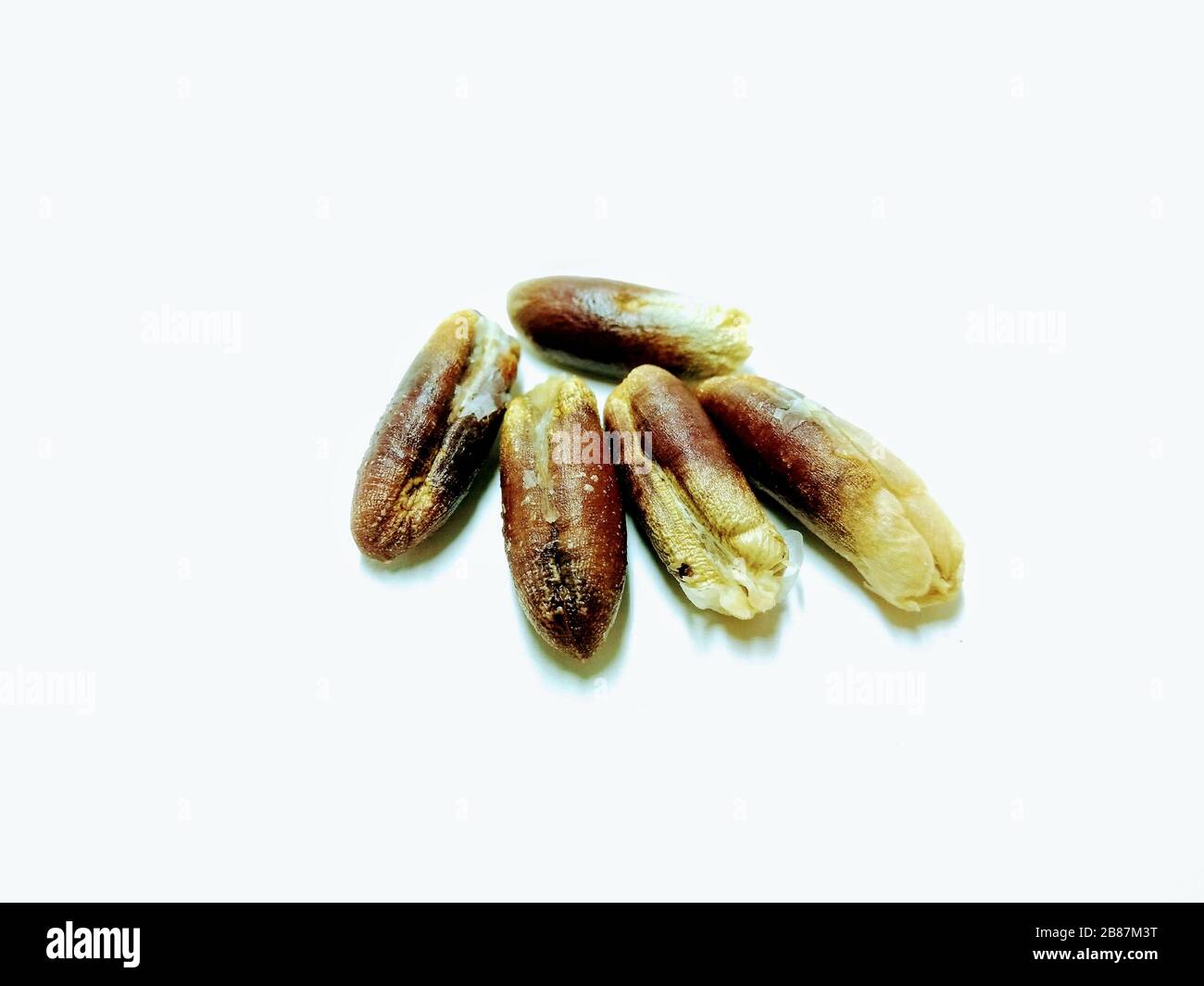 A picture of date seeds Stock Photo - Alamy