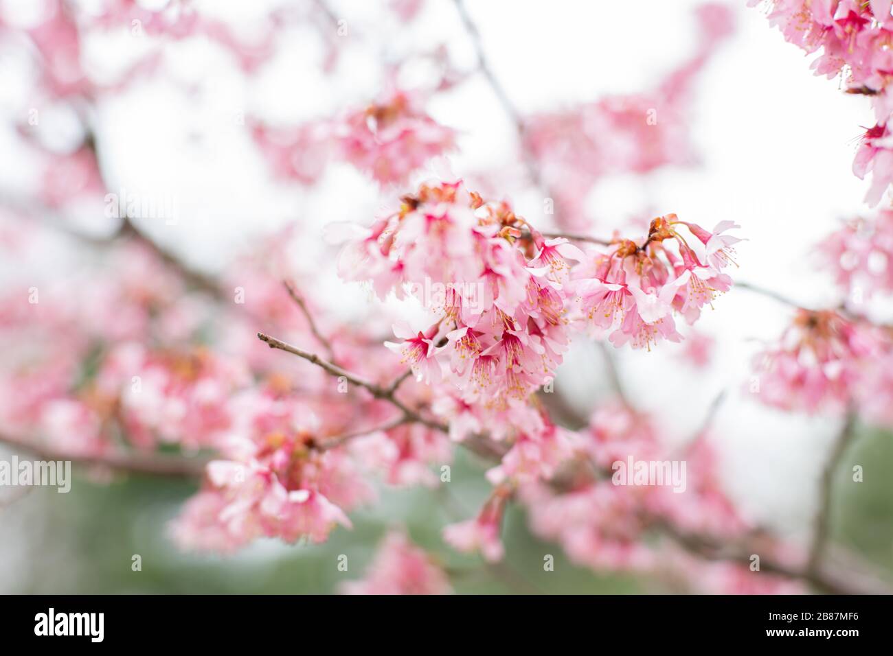 Beginning of spring. Branches of blooming cherry tree with pink flowers ...