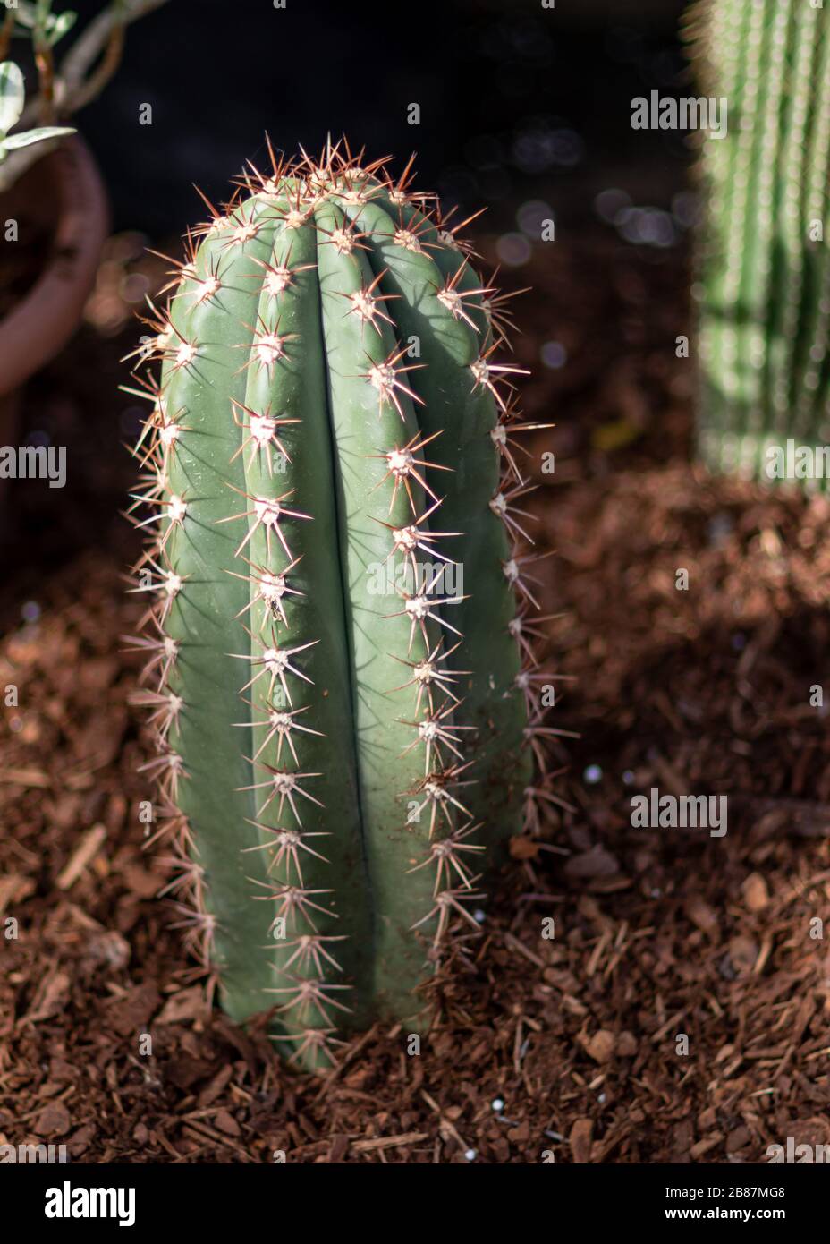 Macro orchid cactus hi-res stock photography and images - Alamy