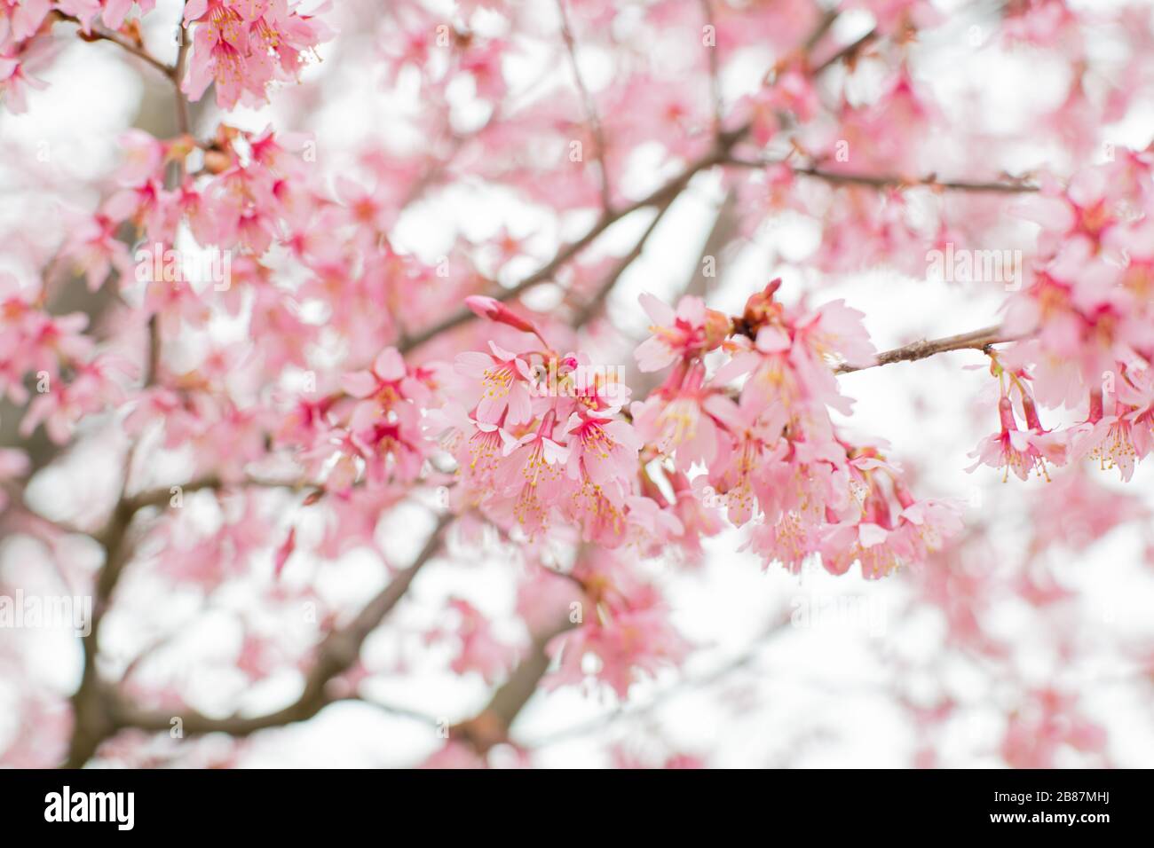 Beginning of spring. Branches of blooming cherry tree with pink flowers ...