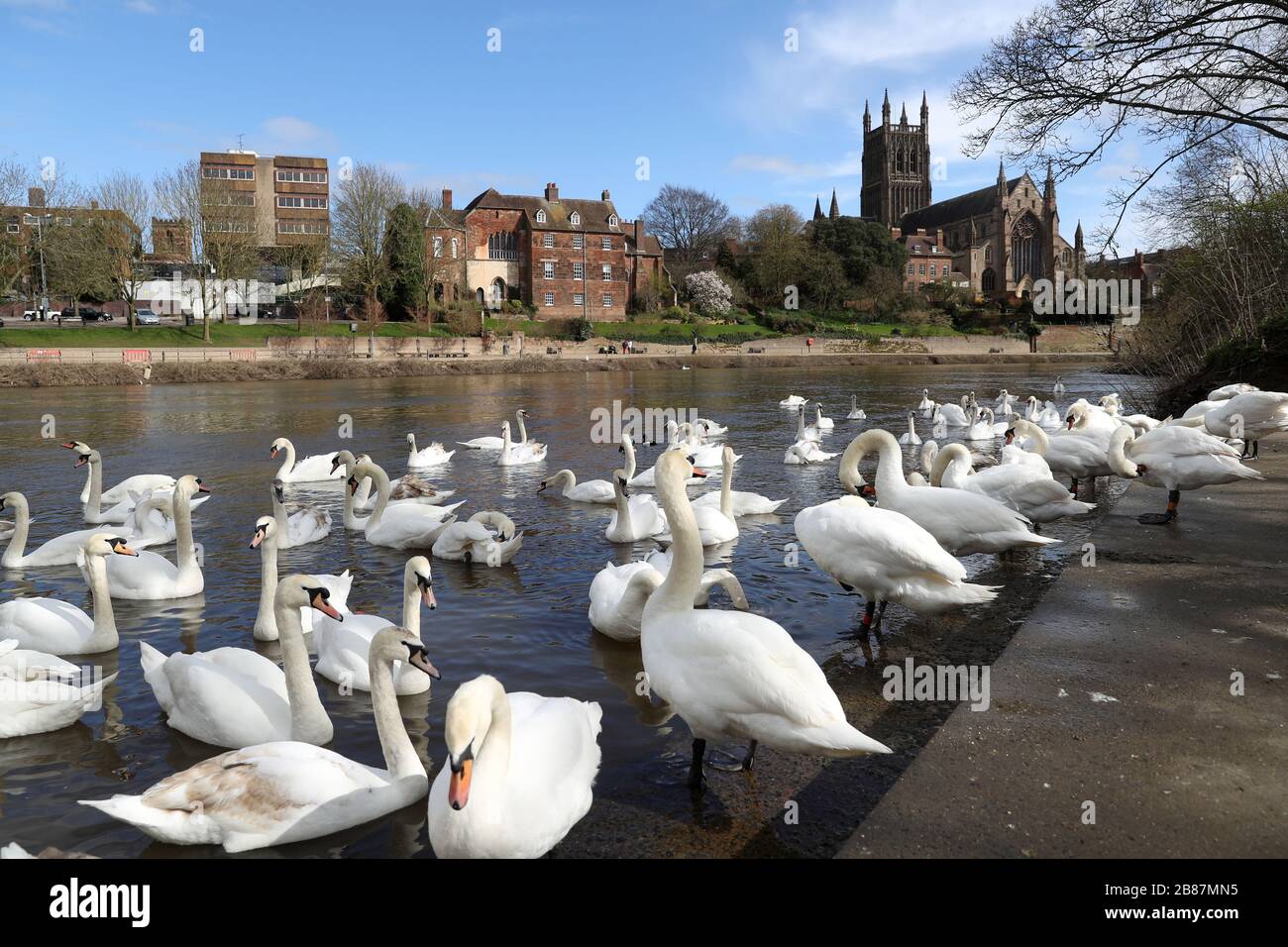 Swans swim on the banks of the River Severn in Worcester Stock Photo ...