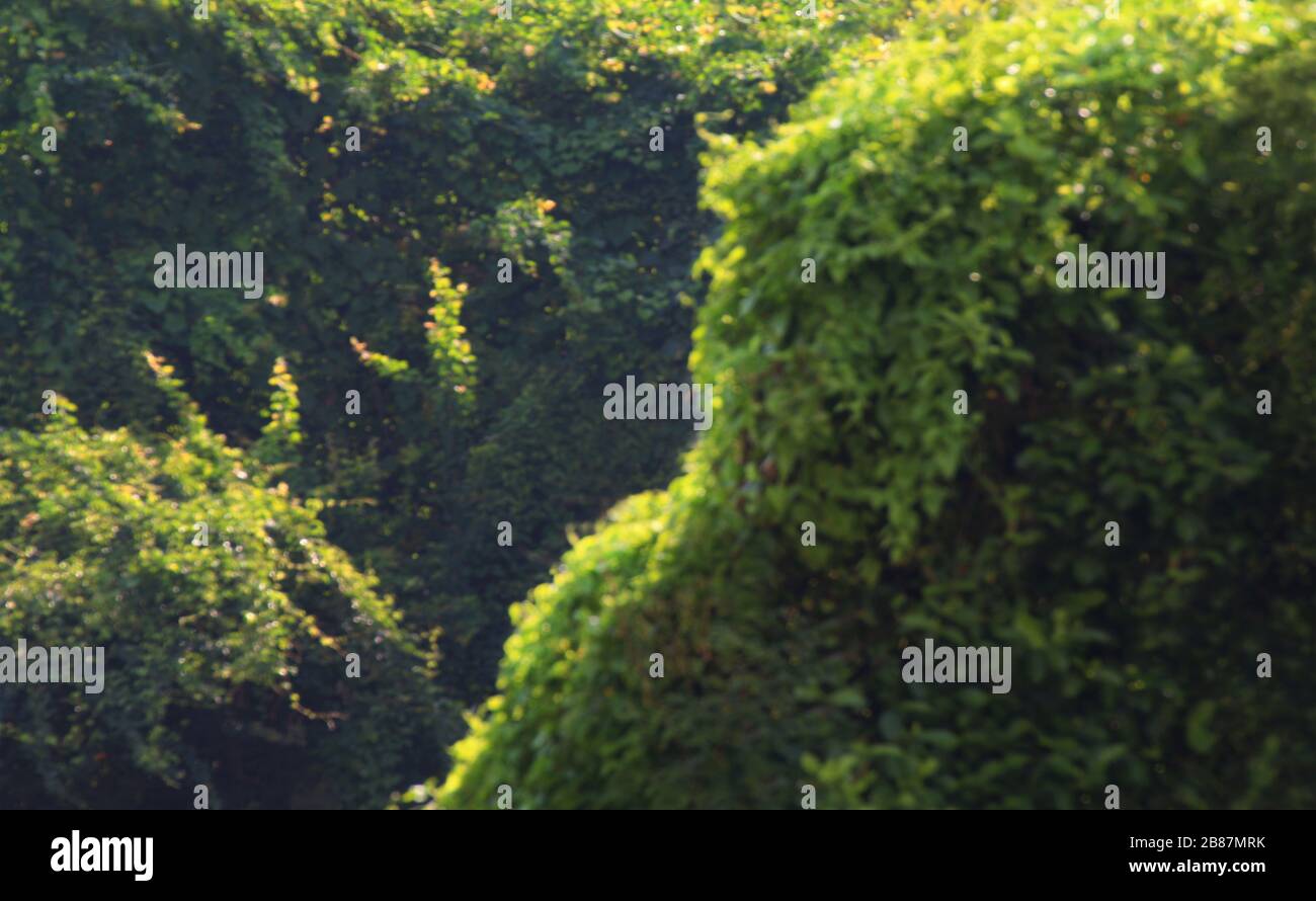 Blurred forest background, Blur deep tree forest background green ...